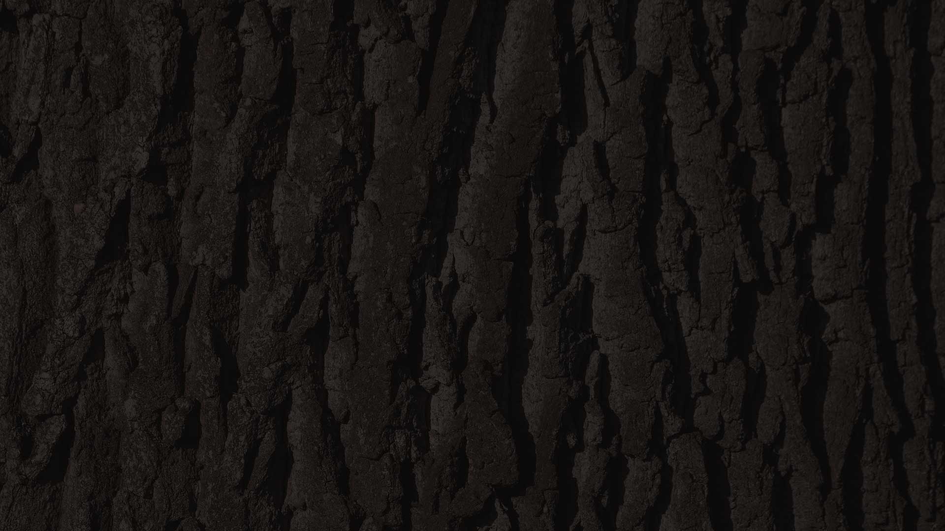 maple-tree-bark - Maple Syrup Labels